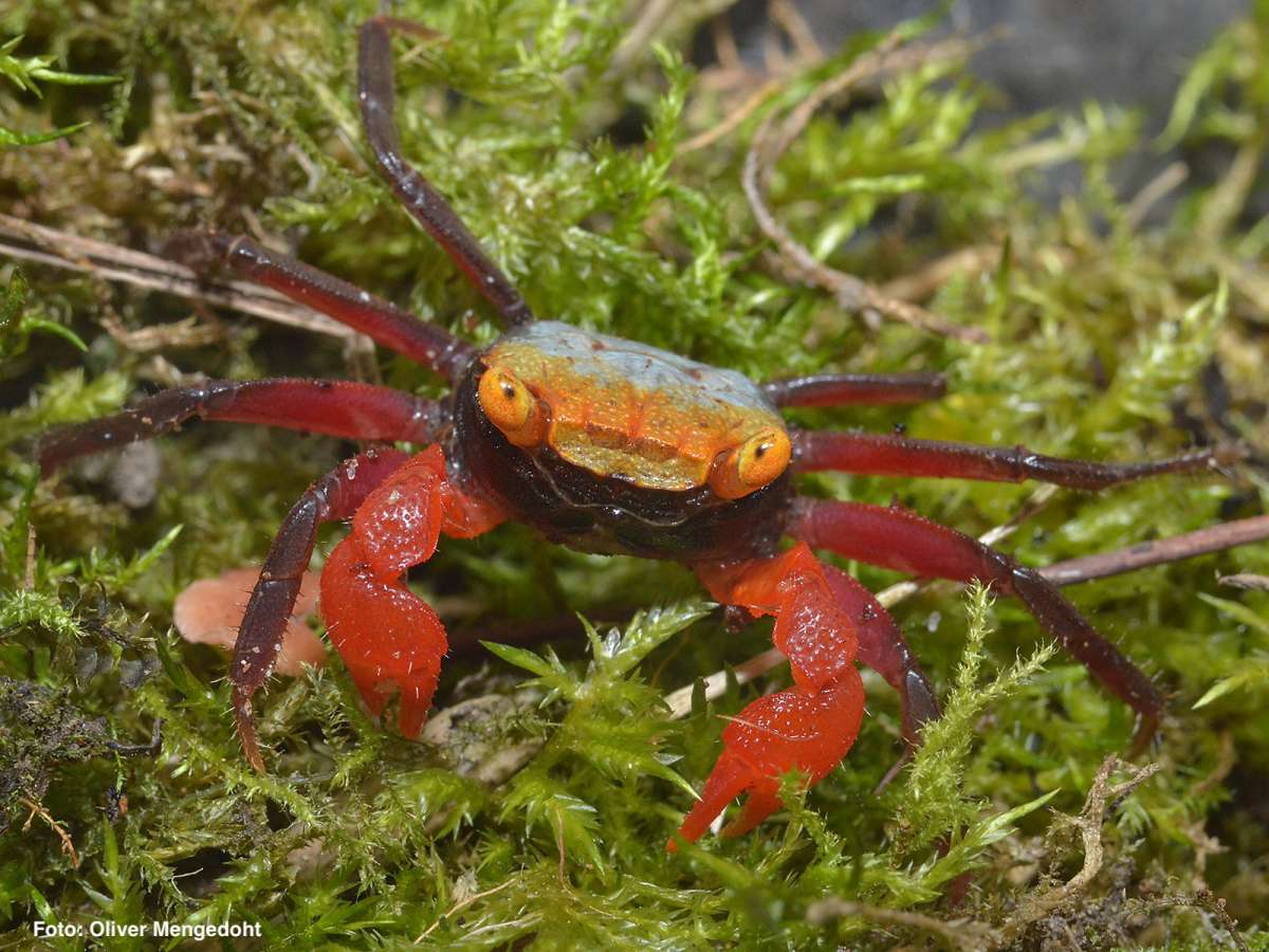 Roux' Vampirkrabbe - Geosesarma cf. rouxi | WIKI