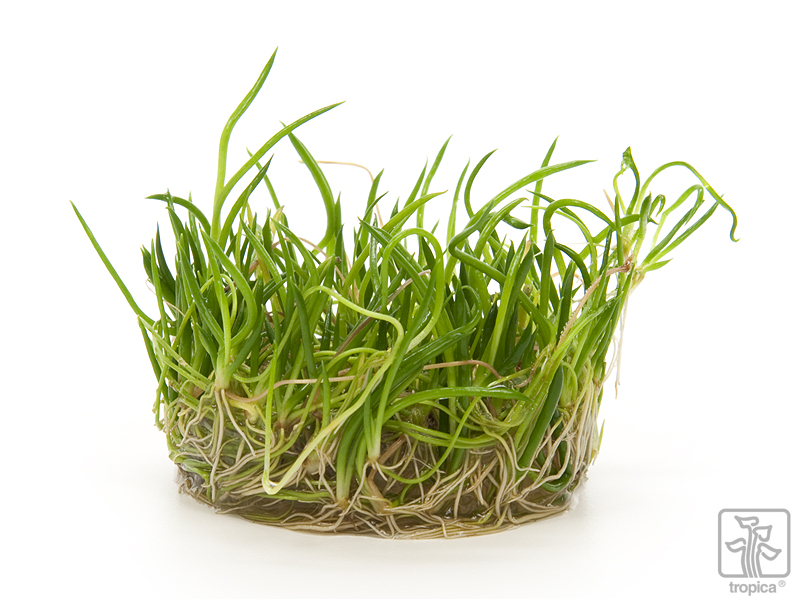 Tropica Littorella uniflora 1-2-Grow! | GARNELENHAUS