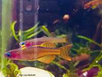 Pseudomugil sp. Red Neon, „Red Paskai“ - Pseudomugil luminatus | WIKI