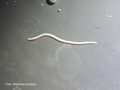 Schnurwürmer - Nemertea | WIKI