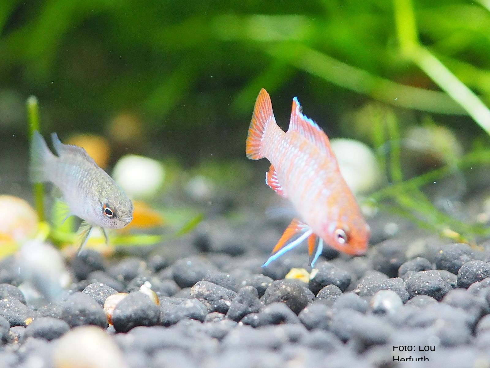 Zwergblaubarsch - Dario dario | WIKI