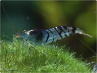 Tigergarnele im Aquarium - Caridina mariae | WIKI