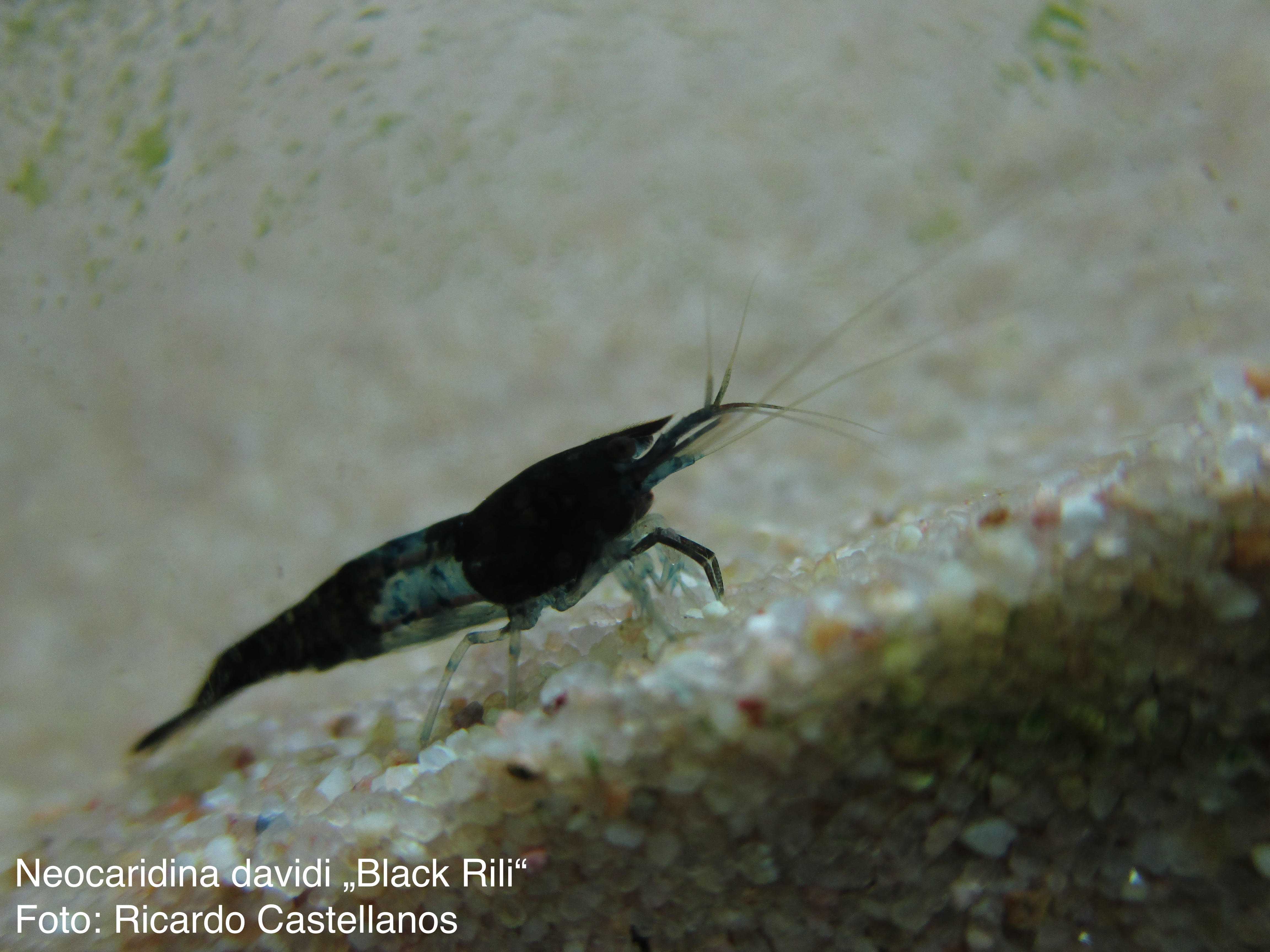 Carbon Rili Zwerggarnele - Neocaridina davidi var. Carbon Rili | WIKI