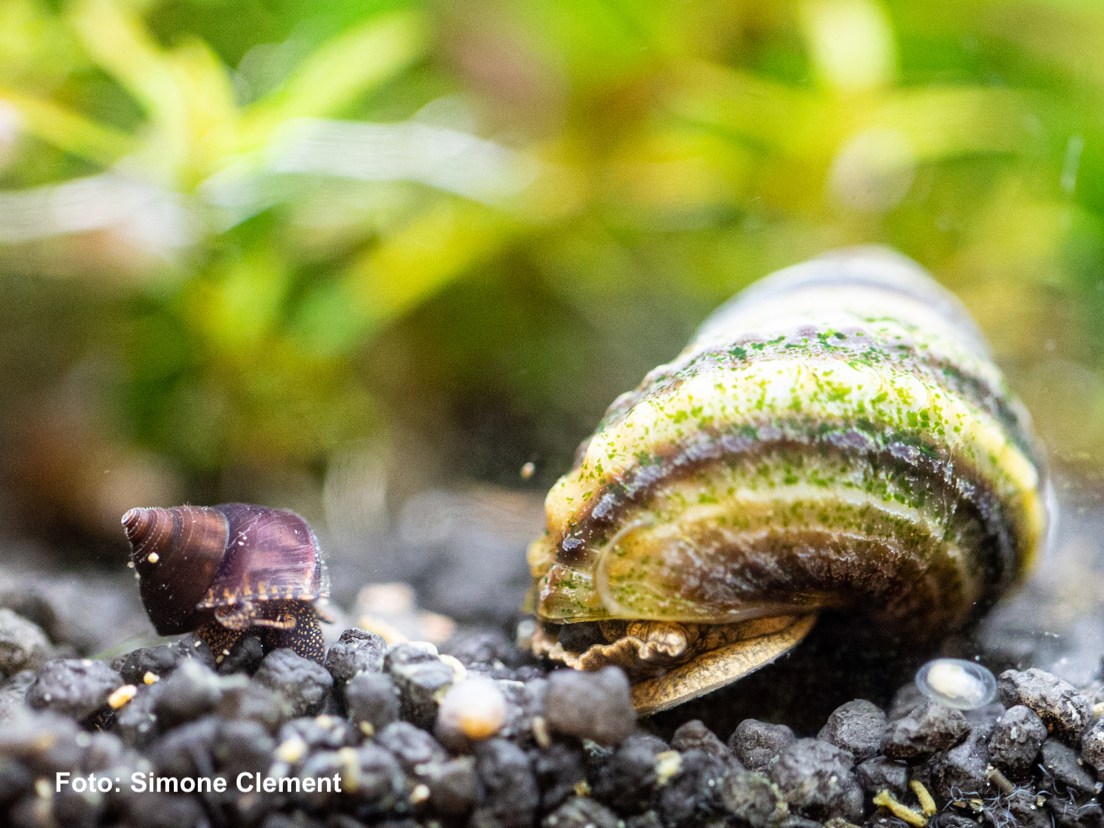 Pianoschnecke im Aquarium - Taia naticoides | WIKI