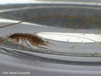 Wasserassel - Asellus sp. | WIKI