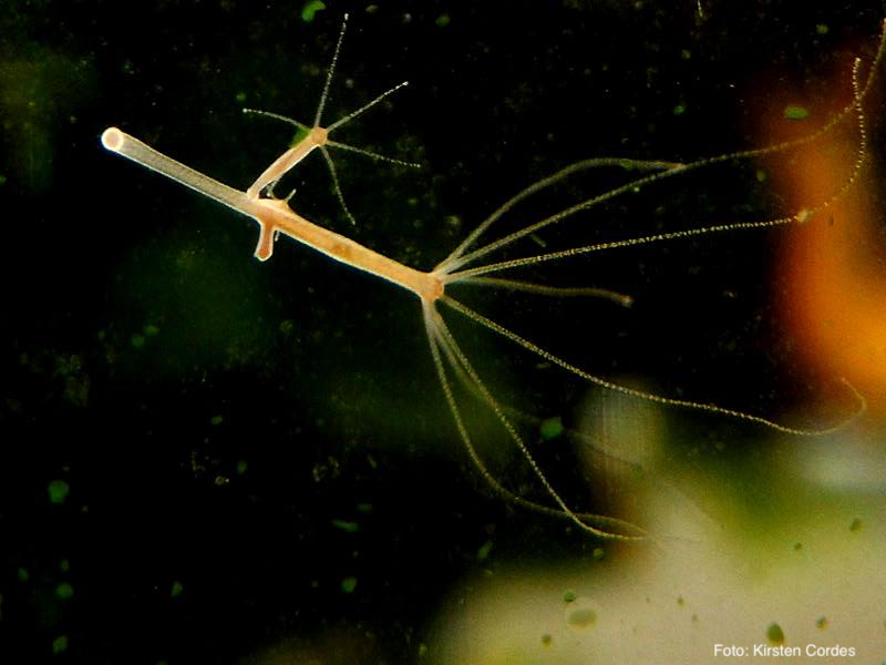Süßwasserpolyp - Hydra sp. | WIKI