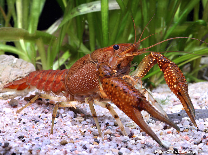 Floridakrebs - Procambarus alleni | WIKI