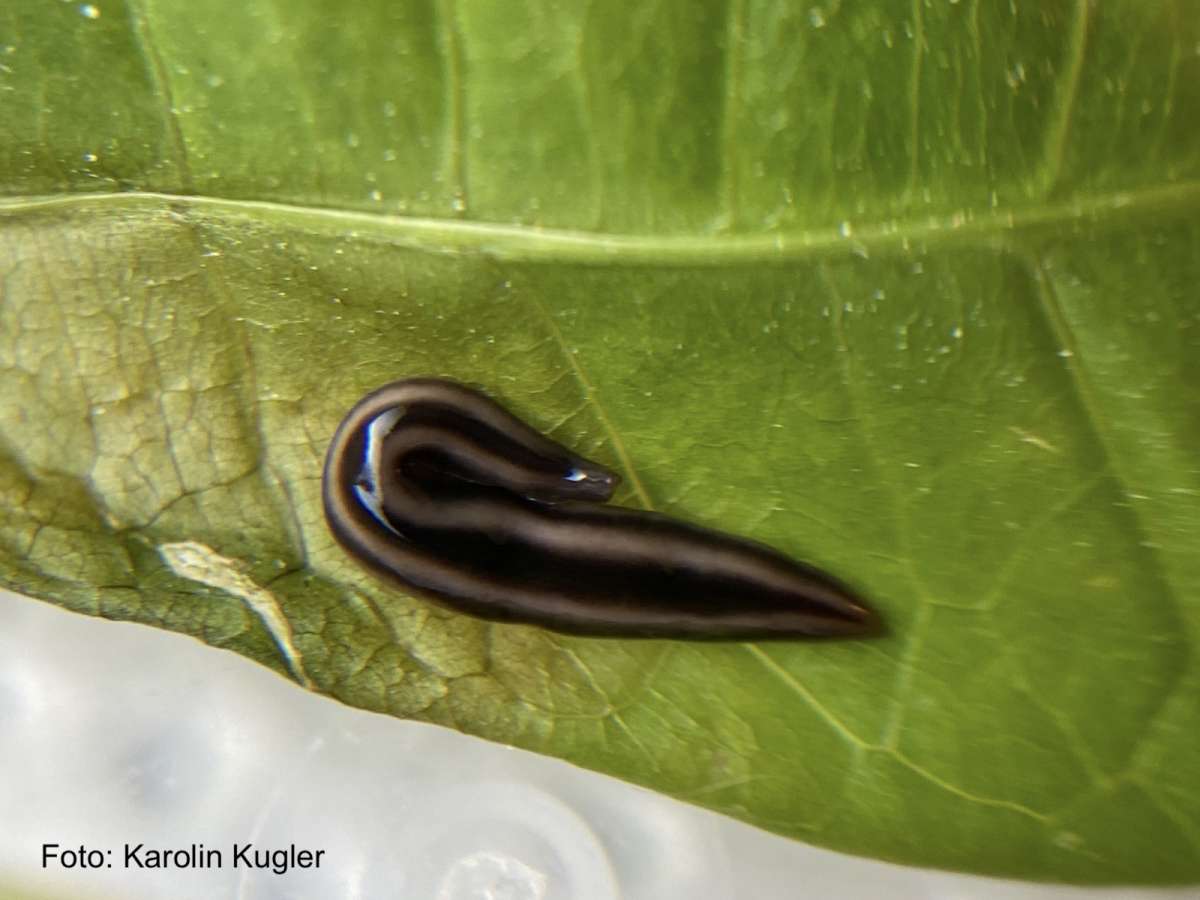 Landplanarien in Wasserpflanzen - Geoplanidae | WIKI
