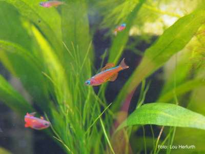 Pseudomugil sp. Red Neon, „Red Paskai“ - Pseudomugil luminatus | WIKI