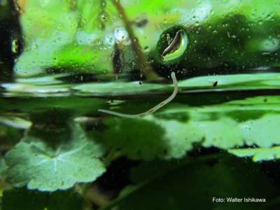 Schnurwürmer - Nemertea | WIKI