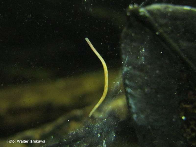 Schnurwürmer - Nemertea | WIKI