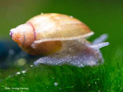 Kleine Schlammschnecke - Radix sp. | WIKI