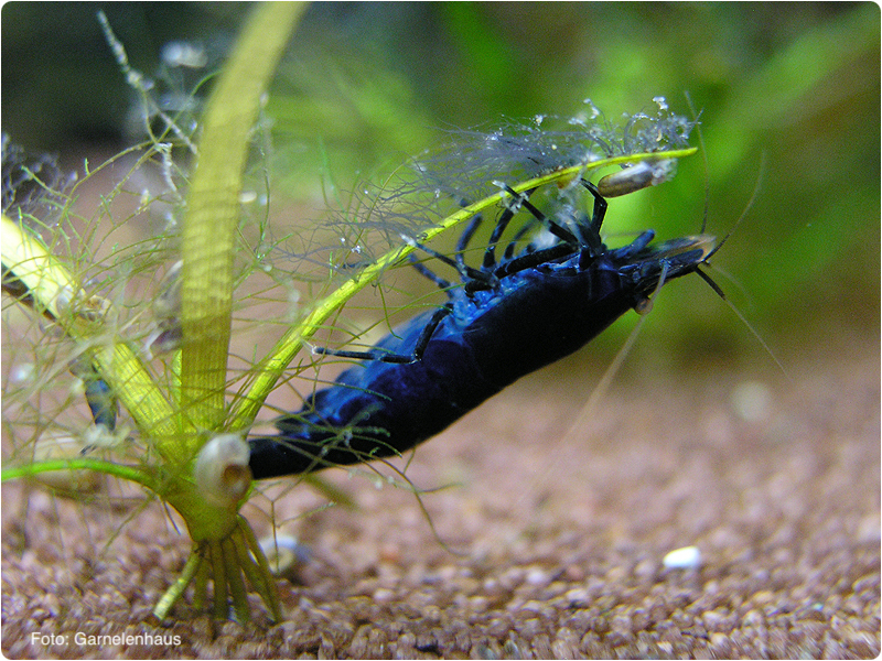 Royalblaue Tigergarnele OE - Caridina mariae "royal blue" | WIKI