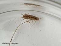 Wasserassel - Asellus sp. | WIKI