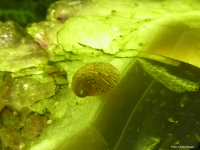Fluss-Kahnschnecke - Theodoxus fluviatilis | WIKI
