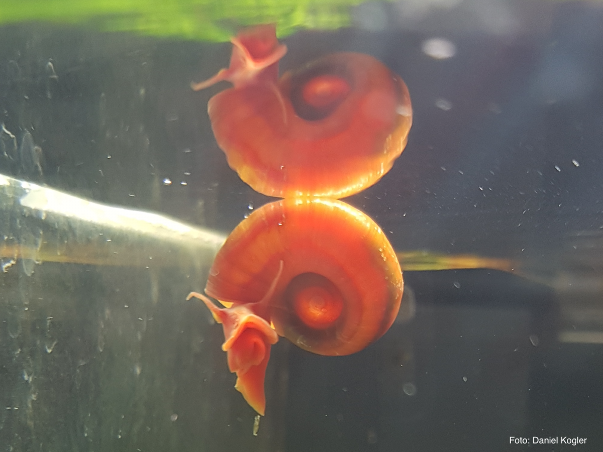 Orange Posthornschnecke - Helisoma cf. anceps "orange" | WIKI