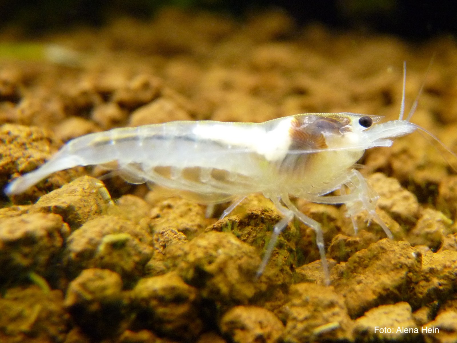 White Pearl Zwerggarnele - Neocaridina palmata | WIKI White Pearl Zwerggarnele - Neocaridina palmata | WIKI